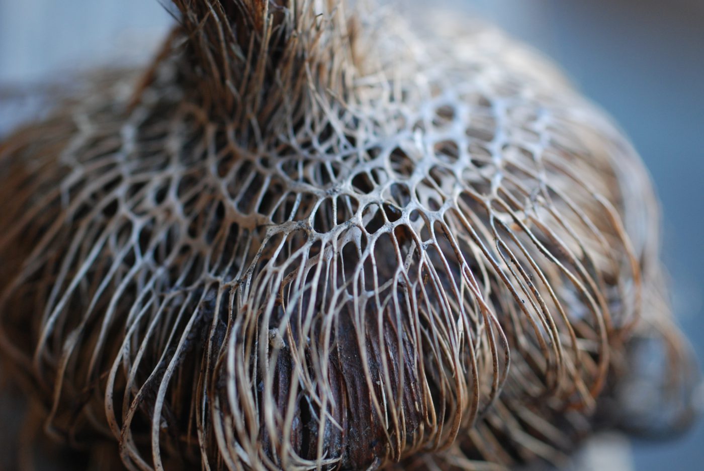 Elymus glaucus – Heritage Growers